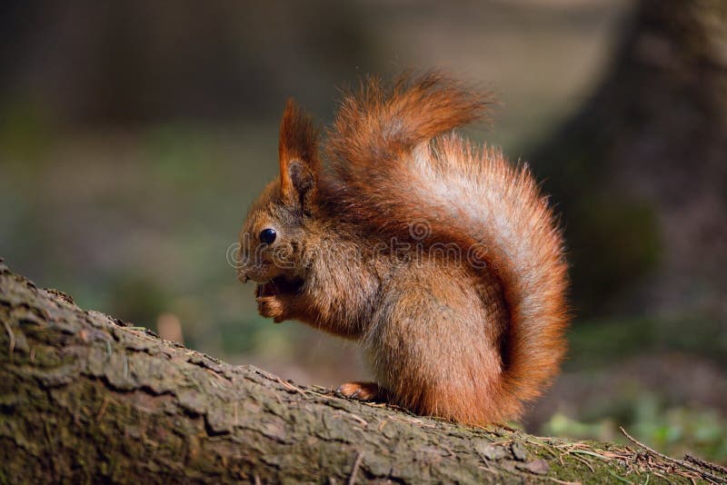 Little red squirrel stock image. Image of natural, freedom - 61518855