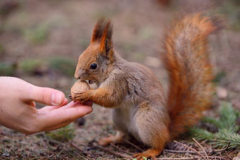 Little red squirrel stock photo. Image of animals, surprised - 43047114