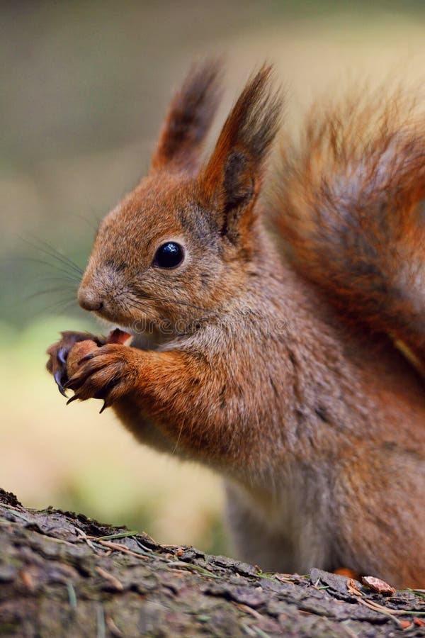 Little red squirrel stock image. Image of lovely, park - 43047253