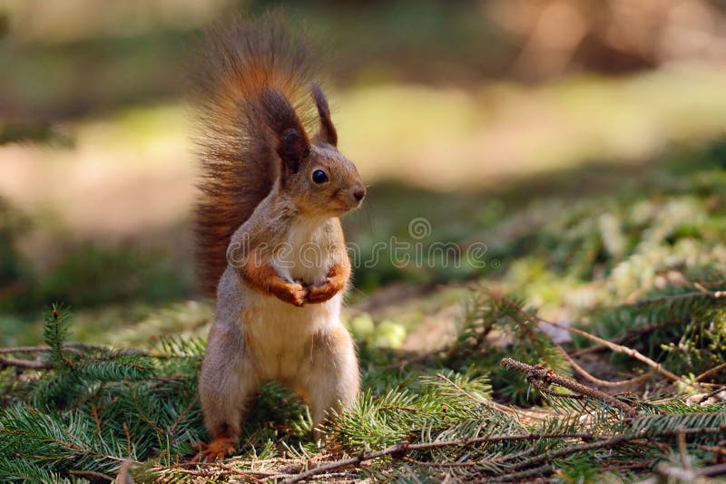 Little red squirrel stock photo. Image of park, nature - 43047152