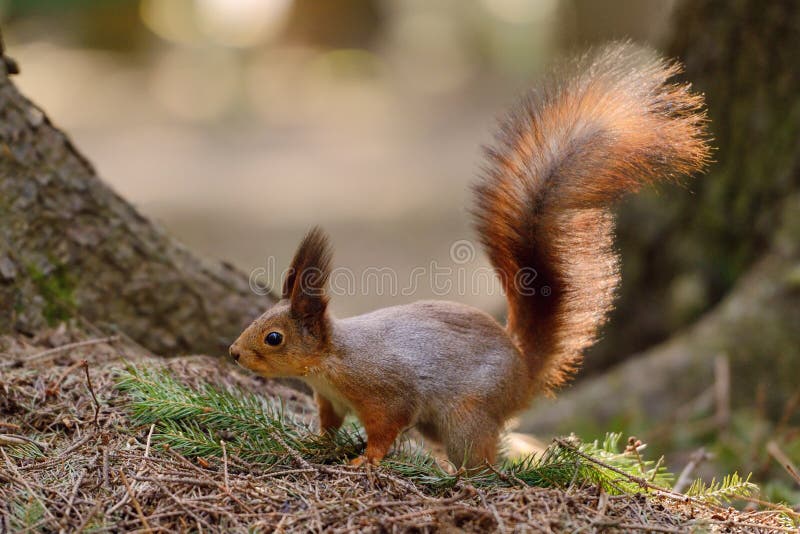 Little red squirrel stock photo. Image of animals, freedom - 43047244