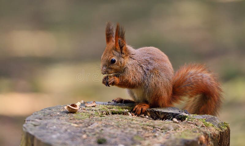 Little red squirrel stock image. Image of lovely, park - 43047253