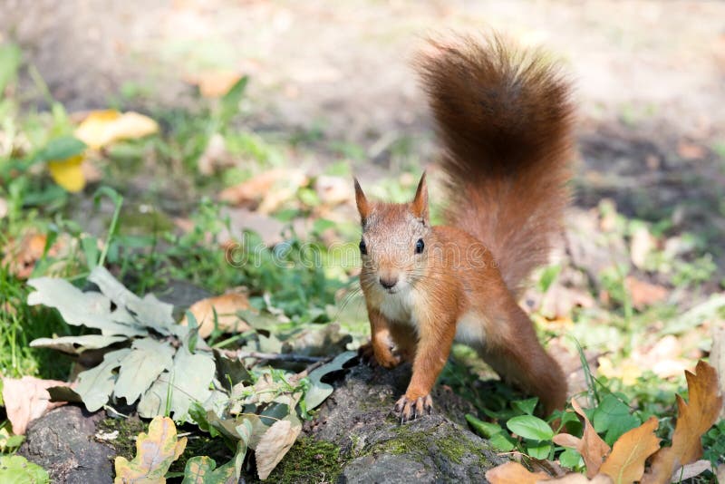 Little Red Squirrel Sitting on Ground Covered with Fall Leaves Stock ...