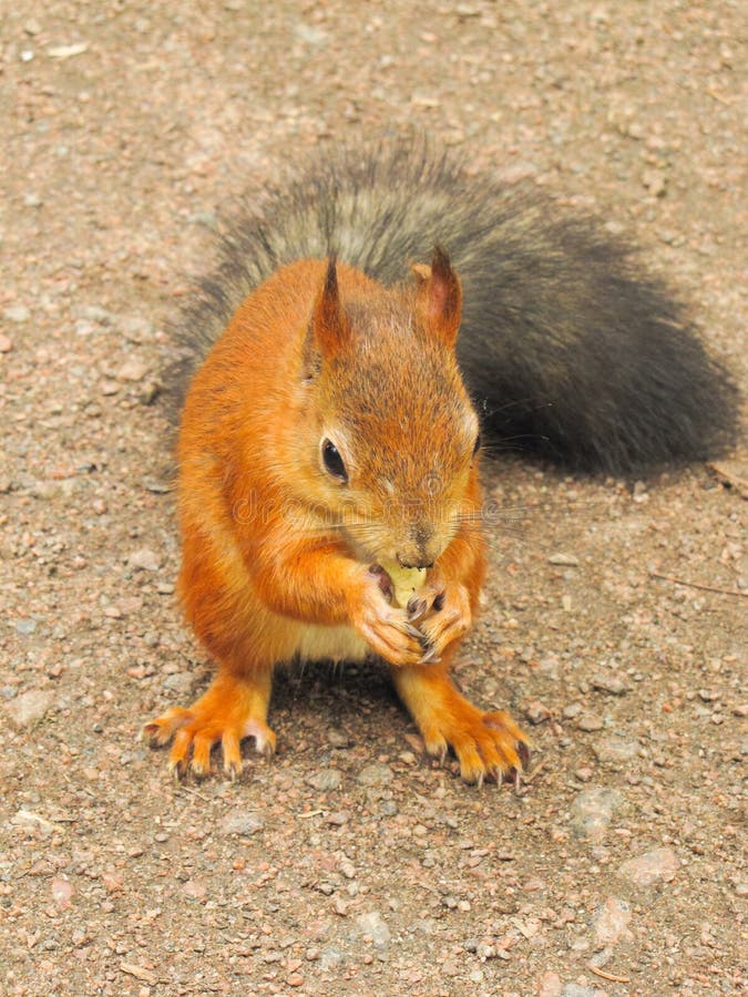 Little red squirrel stock image. Image of squirrel, snout - 94626285