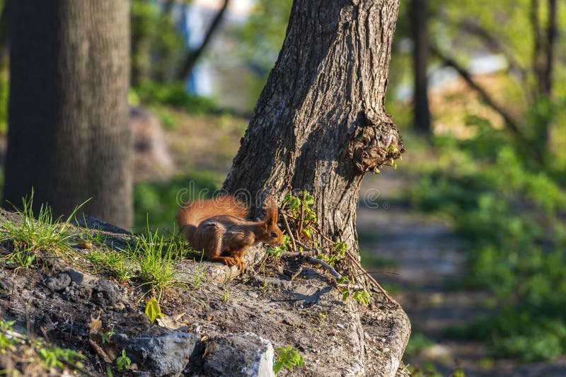 Little red squirrel stock image. Image of habitant, closeup - 269772599