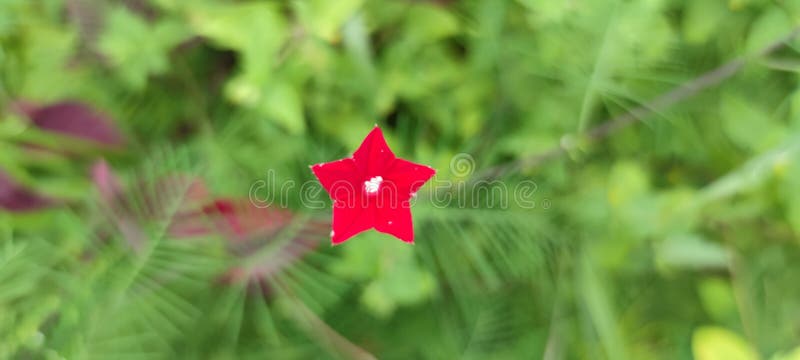 The Little Red Star Flower in the Morning Stock Photo - Image of petal ...