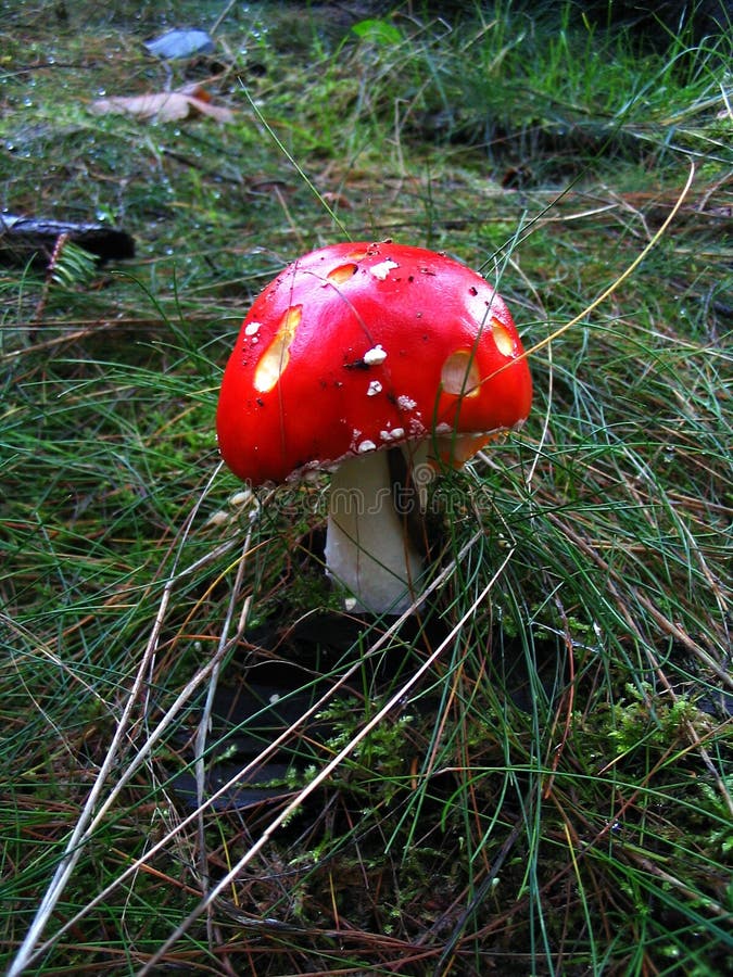 Little Red Toadstool Growing in the Grass Stock Photo - Image of nature ...
