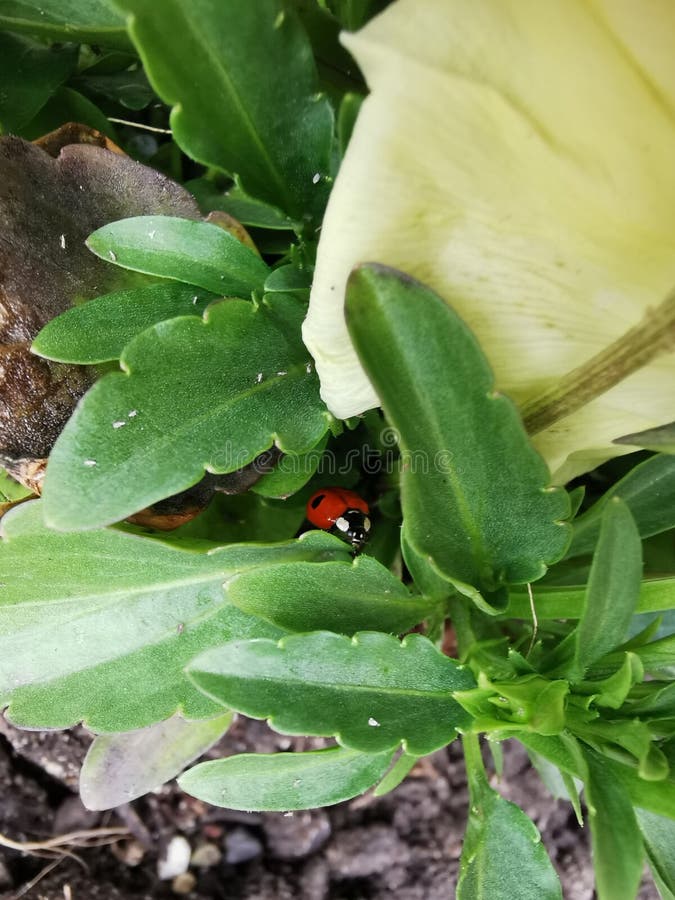 Little Red Visitor Ladybug Garden Stock Photo - Image of ladybug ...