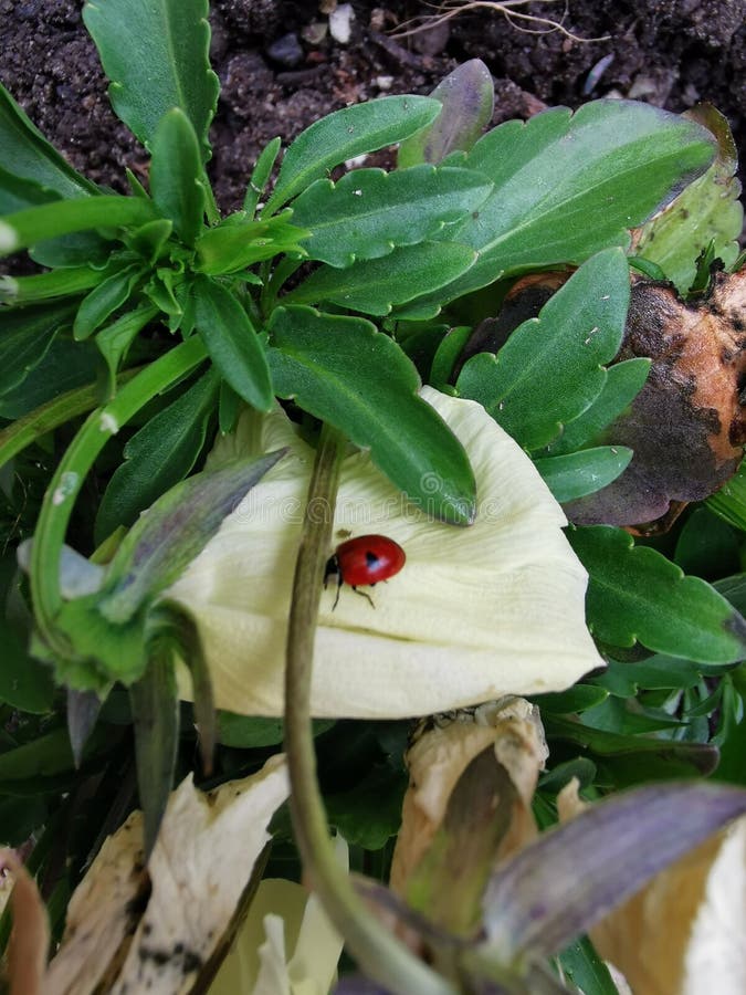 Little Red Visitor Ladybug Garden Stock Photo - Image of visitor ...
