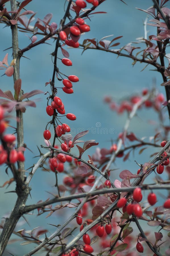 Little red wild berries stock photo. Image of autumn - 51554868