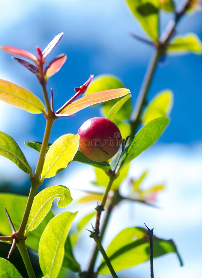 A Little Reddish Fruit Look As Like As Cherry! Stock Image - Image of ...