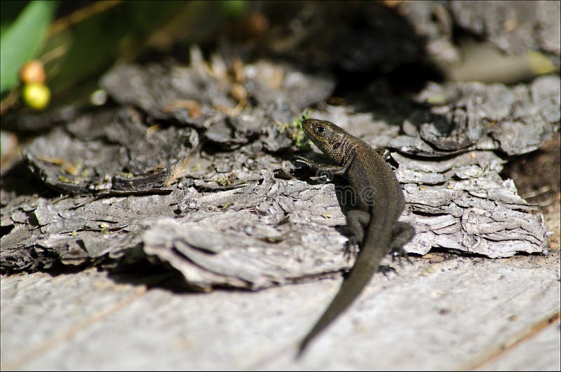 Little reptile stock image. Image of reptile, biology - 34581483