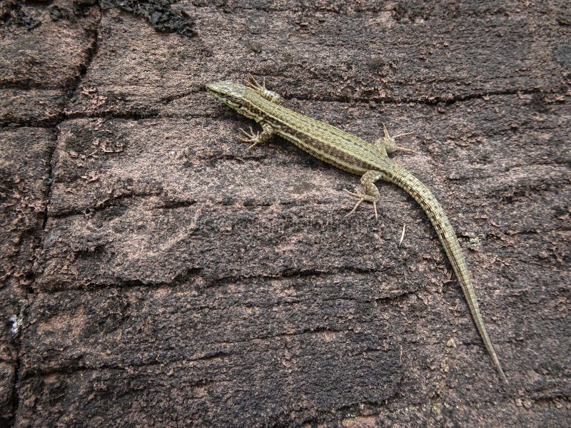 The Little Reptile in the Sun Stock Image - Image of reptiles, gecko ...
