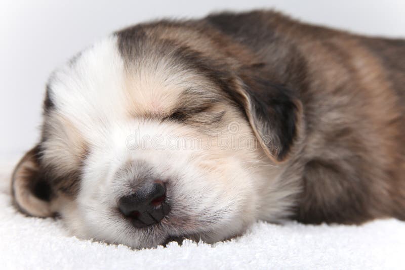 Little dog resting stock photo. Image of adorable, hairy - 40109288