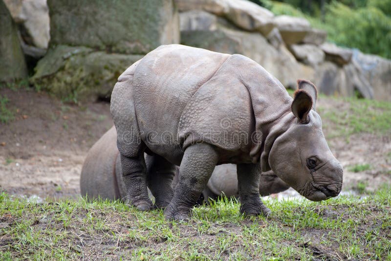 Little rhinoceros stock photo. Image of wild, beautiful - 122634674