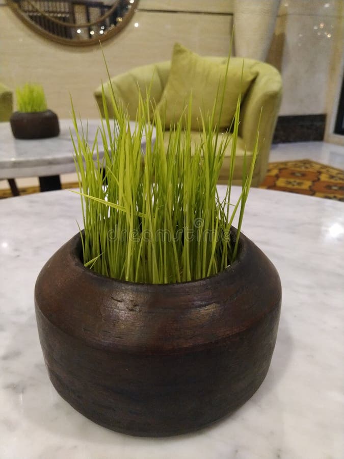 A Little Rice Plant in the Soil Jar Stock Image - Image of plant, rice ...