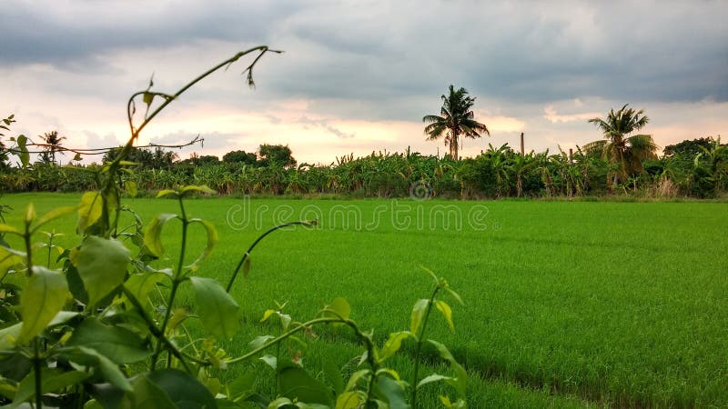 Little rice stock image. Image of tree, little, nice - 57237159