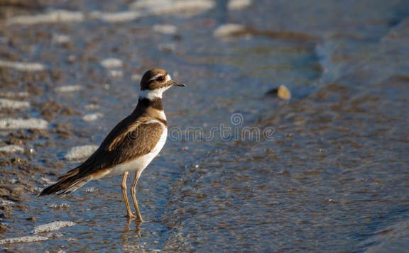 Little Ringed Plover by the Beach Stock Photo - Image of beak, winter ...