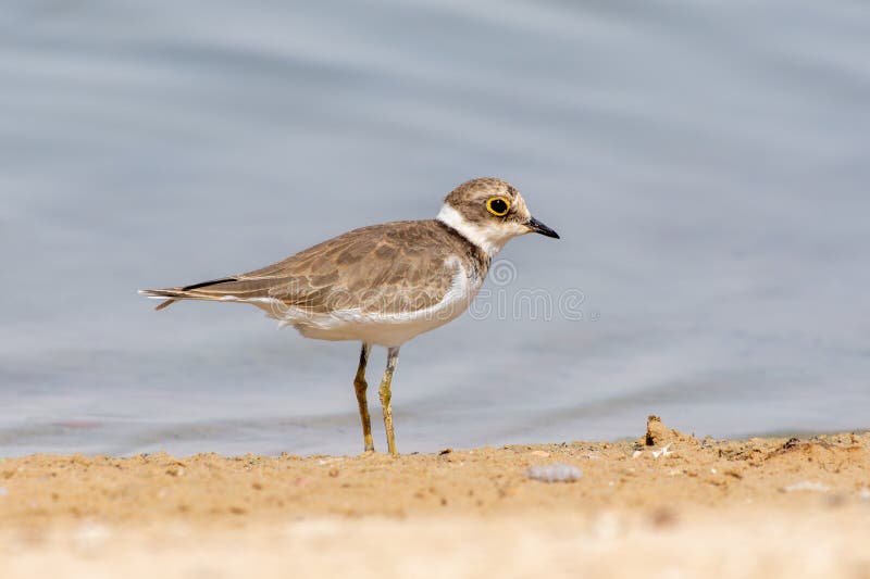Little Ringed Plover (Charadrius Dubius) Close Up Stock Image - Image ...