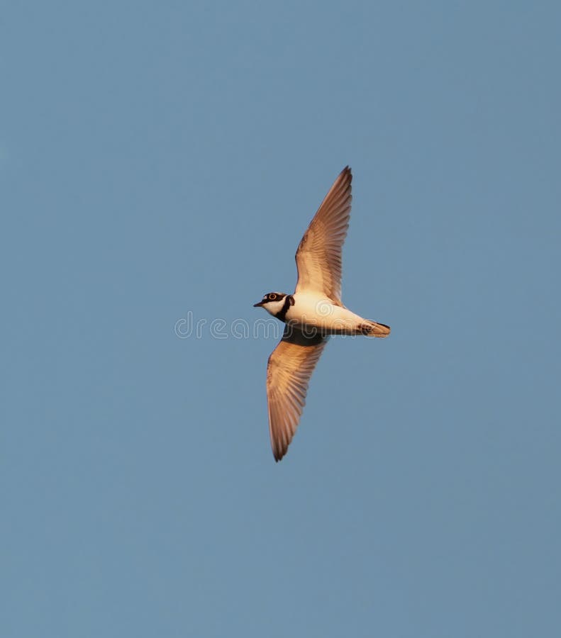 Little Ringed Plover (Charadrius Dubius) Flying in the Sky Doing a ...