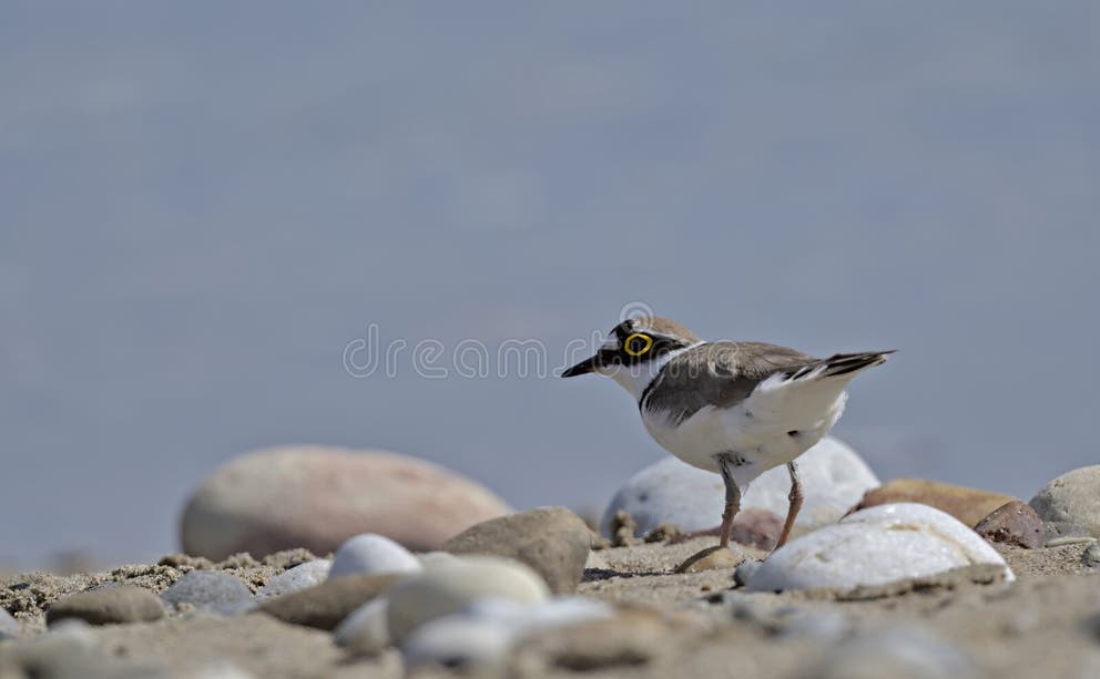 Little Ringed Plover stock image. Image of baby, animals - 335988077