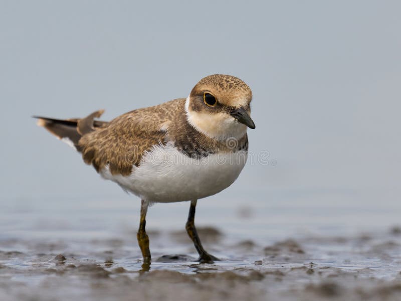 Little Ringed Plover (Charadrius Dubius Stock Image - Image of europe ...