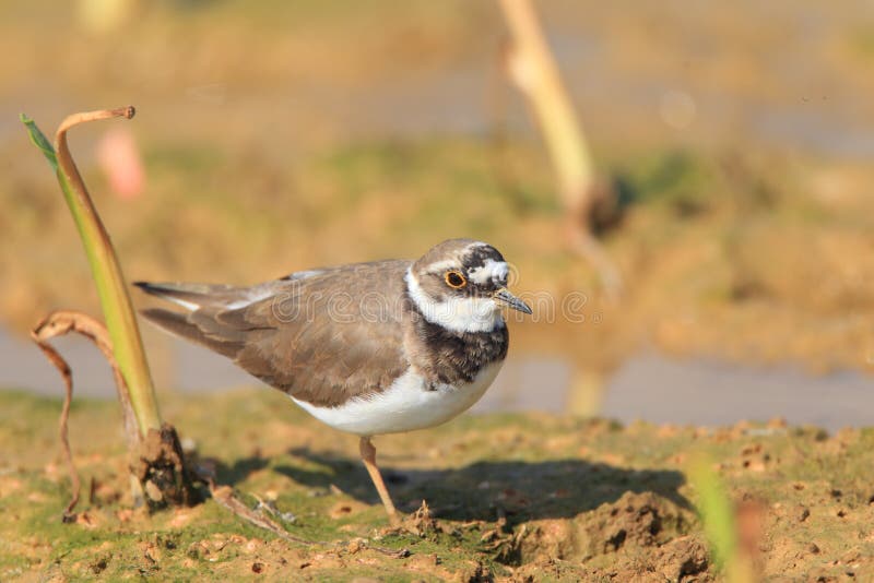 Little Ringed Plover stock image. Image of shorebird - 37125219
