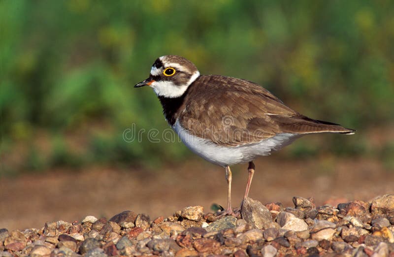 Little-ringed Plover, Charadrius Dubius Stock Image - Image of little ...