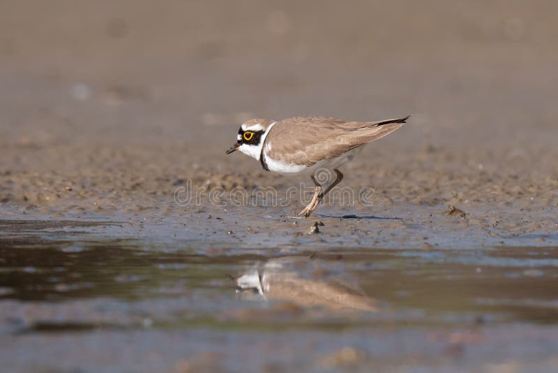 Little Ringed Plover stock image. Image of plovers, details - 51594867