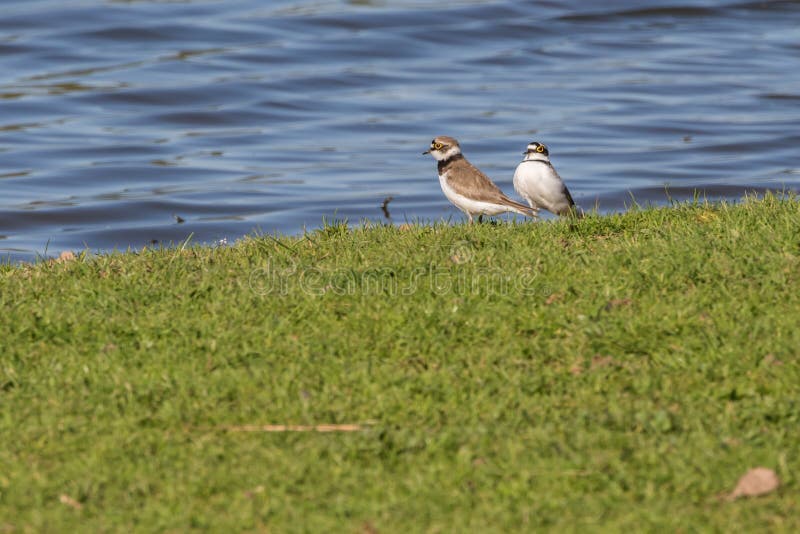 Little Ringed Plover Charadrius Dubius Stock Image - Image of fauna ...