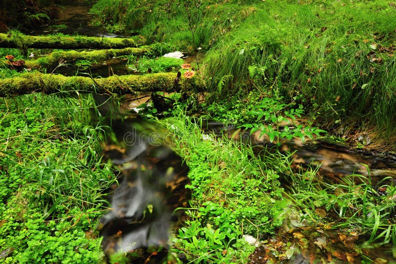 Little river stock photo. Image of forest, rock, river - 46129206