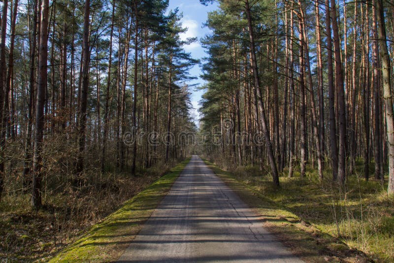 Street through forest stock photo. Image of forest, shadow - 29986826