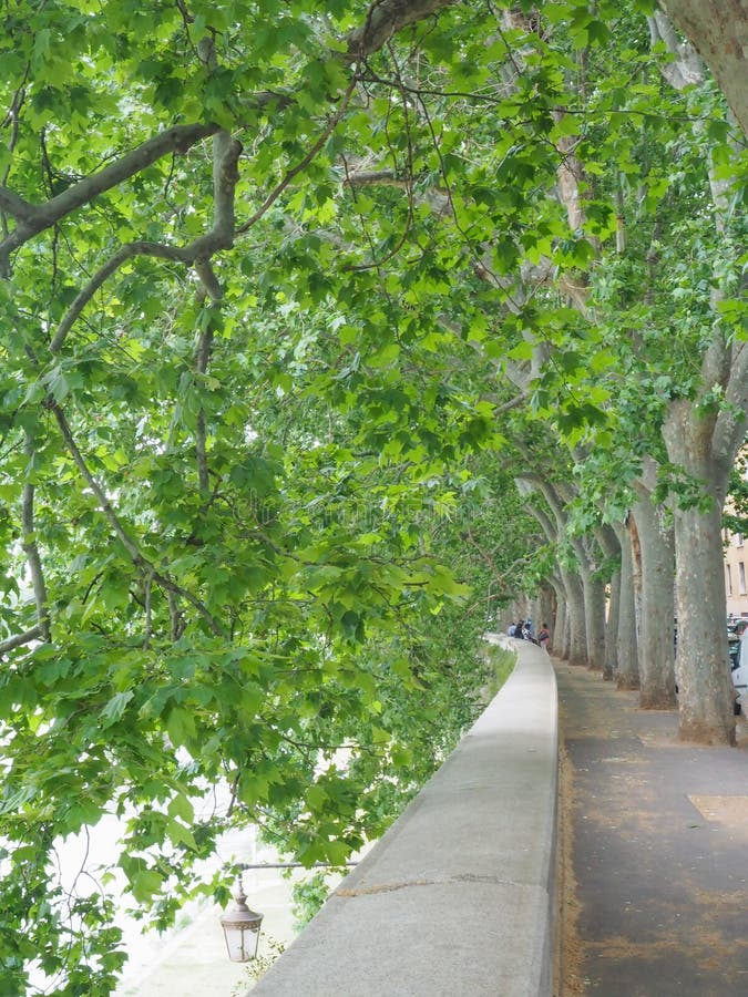 Little Road through Row of Trees Stock Image - Image of branch, shadow ...