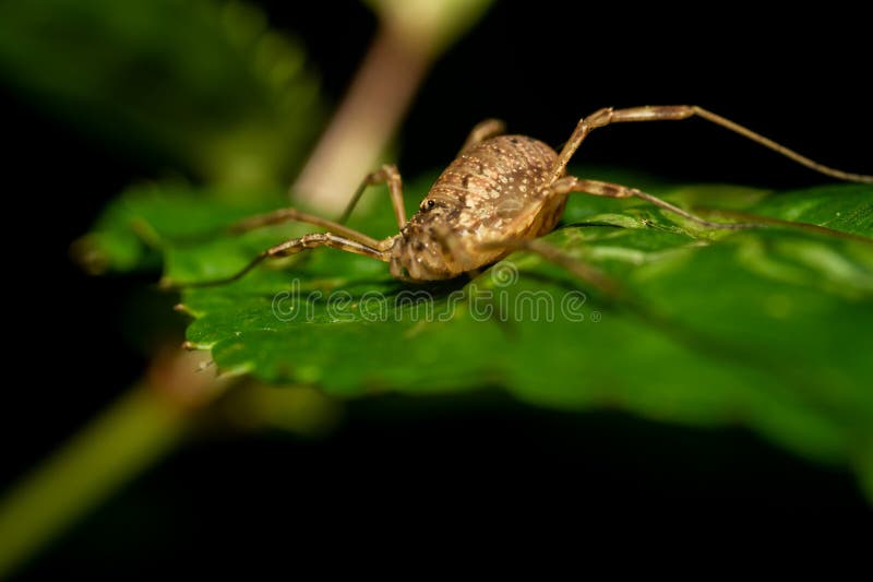Little robber stock image. Image of phobia, garden, brown - 231721253