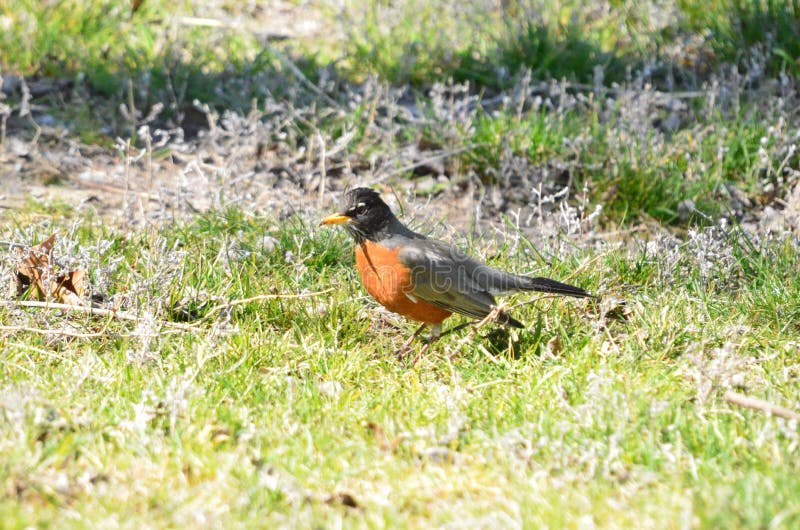 Little robin stock image. Image of little, birds, wildlife - 263384305