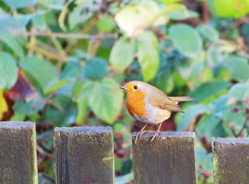 Little robin stock image. Image of wildlife, nature, feathers - 44251149