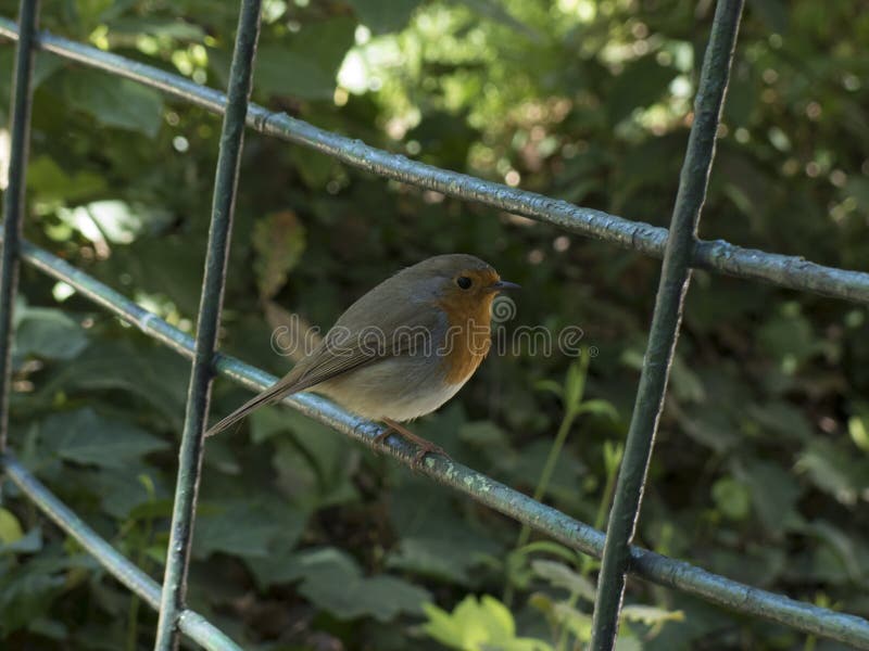 Little robin bird stock image. Image of perch, plumage - 78274841
