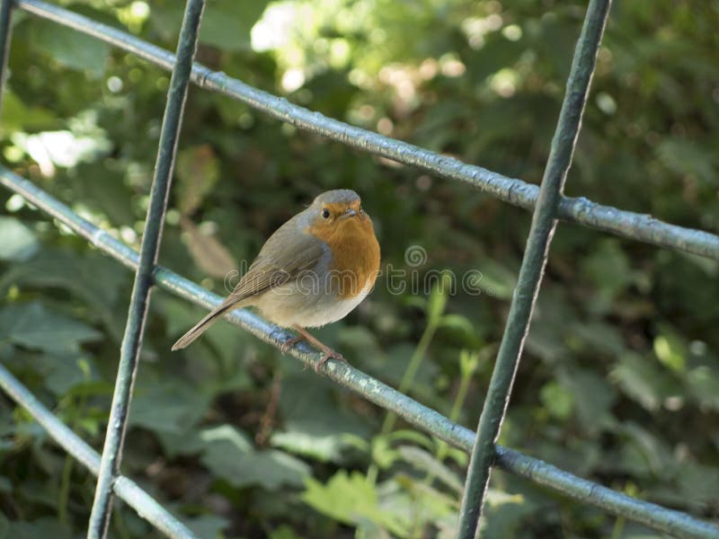 Little robin bird stock image. Image of looking, nature - 78575795