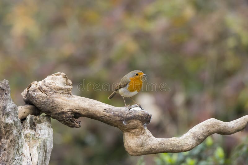 Little robin bird in Italy stock image. Image of animal - 111096013