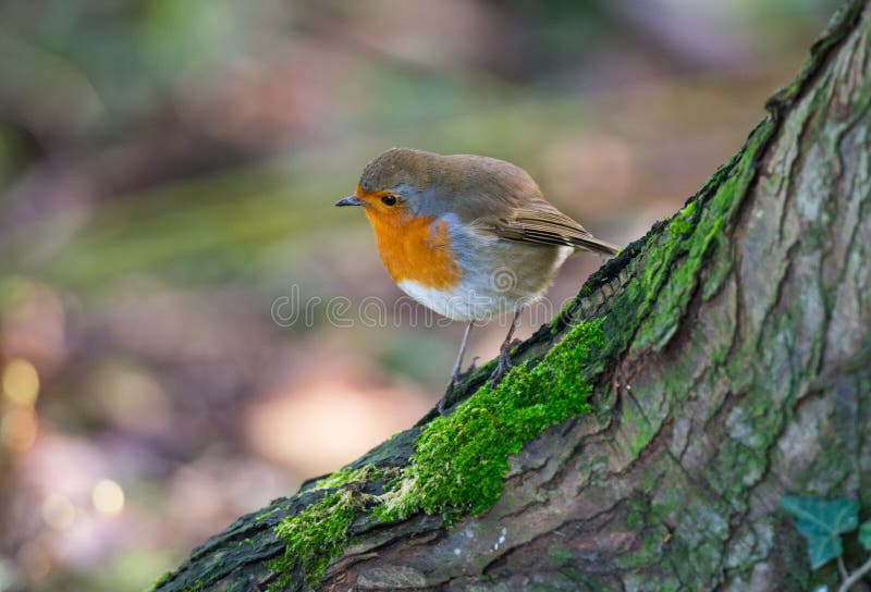Little Robin Bird on a Tree Trunk Stock Photo - Image of cute, cold ...