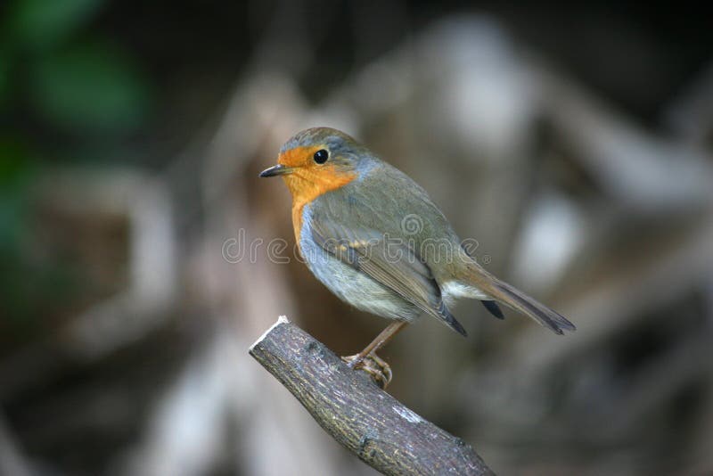 Little Robin on a branch stock photo. Image of snow, animal - 35894914
