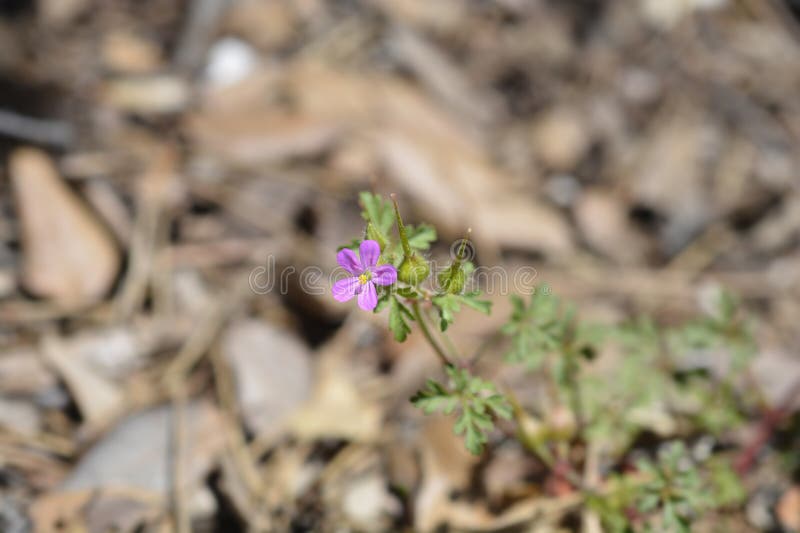 Little Robin stock image. Image of robin, latin, green - 357632043