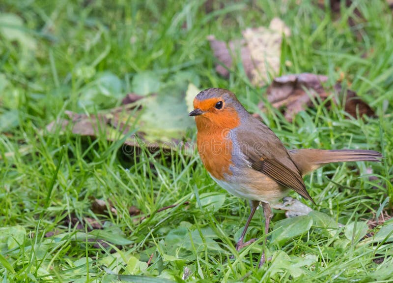 The little robin! stock photo. Image of food, robin - 105456928