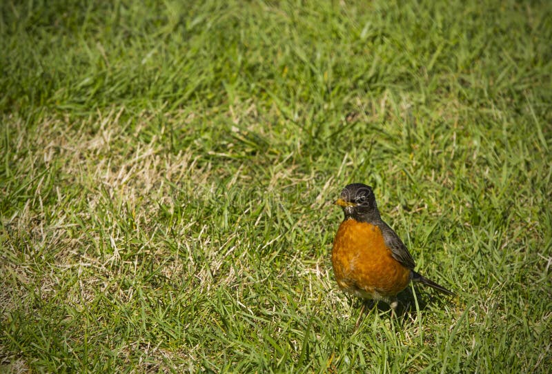 Little Robin Series 05 stock image. Image of blackbird - 282937681