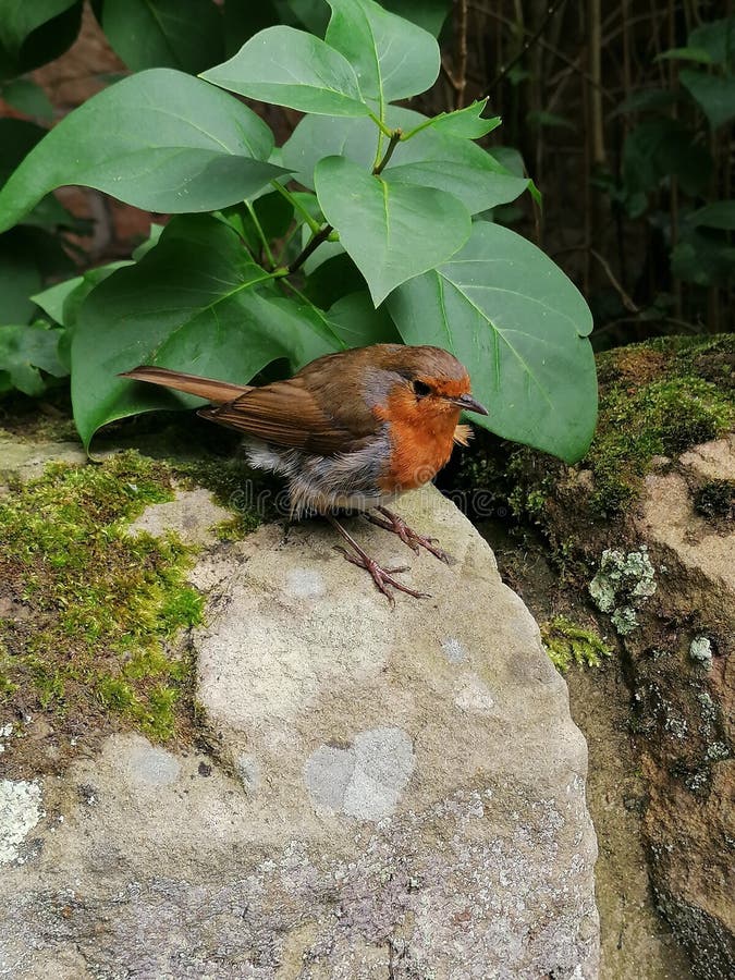 Little Robin Red breast stock photo. Image of autumn - 179653634