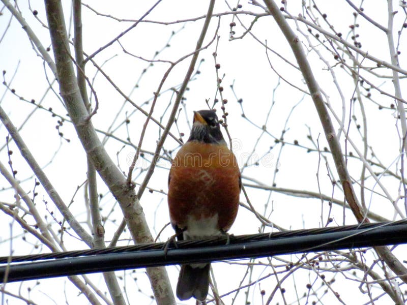 Little Robin Series Stock Photos - Free & Royalty-Free Stock Photos ...