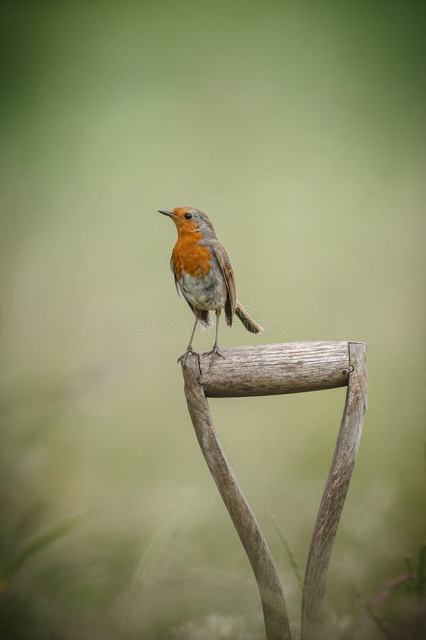 Robin Garden Spade Handle Stock Photos - Free & Royalty-Free Stock ...
