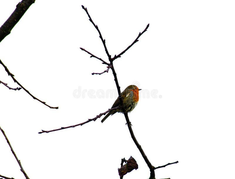 Little Robin on a Tree Branch Stock Photo - Image of little, background ...