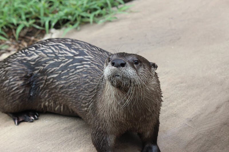 Little Rock Zoo - Mr. Otter-Man Stock Image - Image of curious, rodent ...
