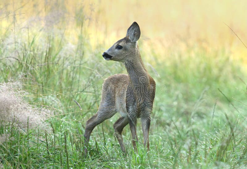 Little roe deer stock image. Image of adorable, sweet - 44320641